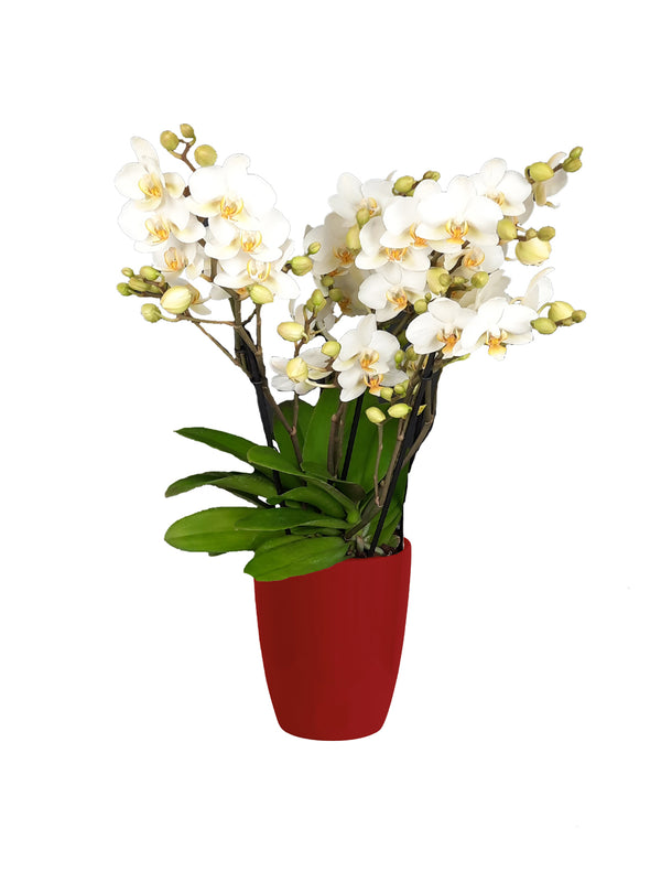 Orchidea Farfalla grande - Casa delle Piante