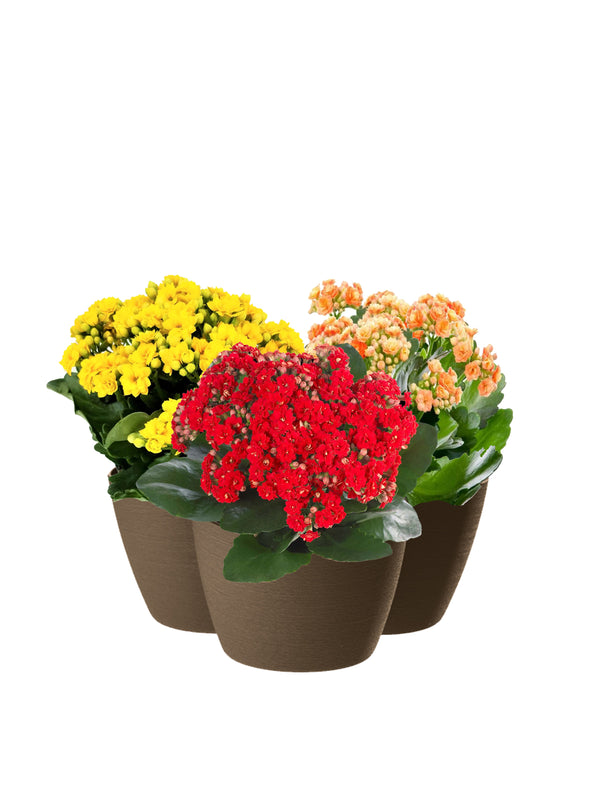 Tris di Calandive - Casa delle Piante